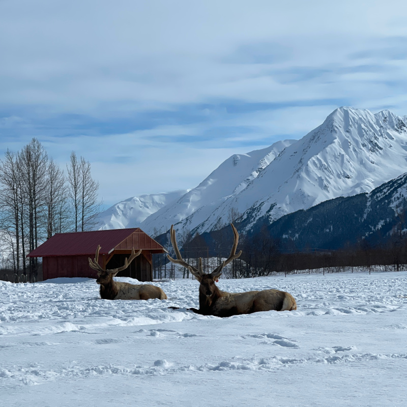 Alaska